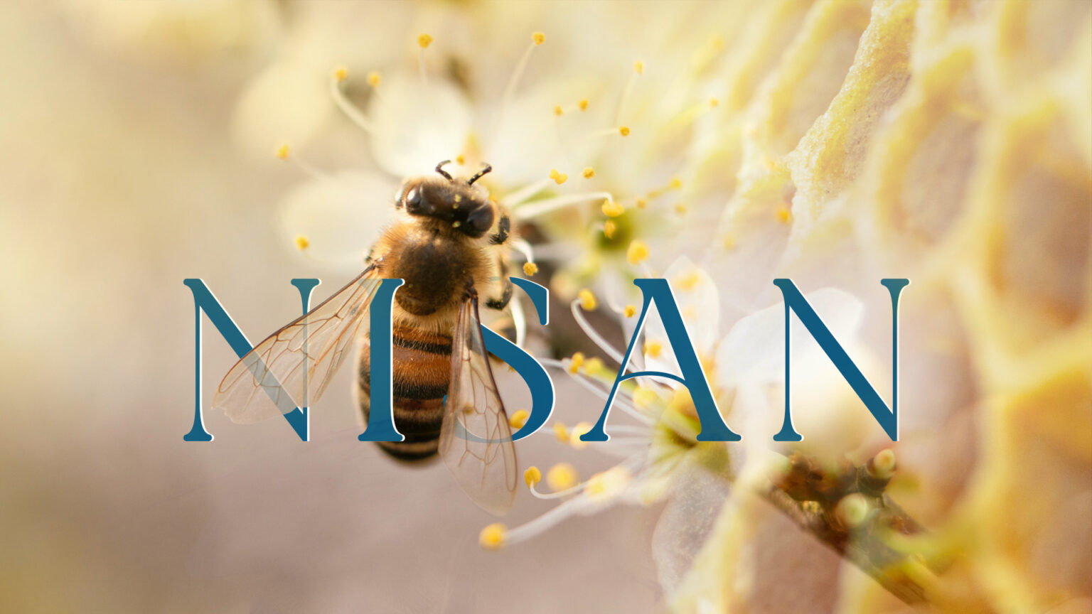 What Month Is It - Glory of Zion International